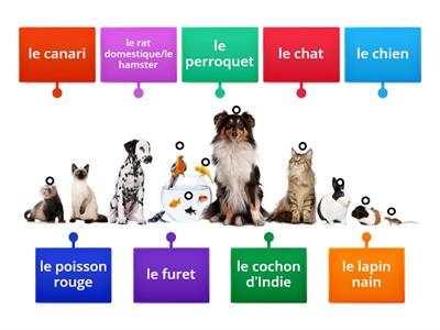 Les animaux domestiques - Teaching resources