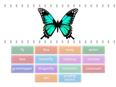 Bugs insects - Teaching resources