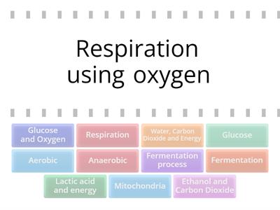 Respiration game - Teaching resources