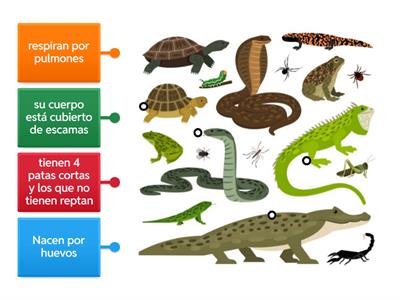 Reptiles - Recursos didácticos