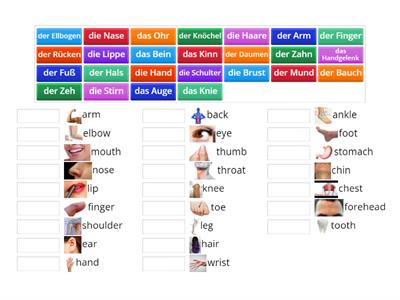 Körperteile - Unterrichtsmaterialien