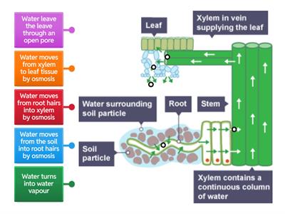 Biology Transpiration - Teaching resources