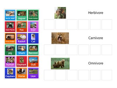Herbivore carnivore omnivore - Teaching resources