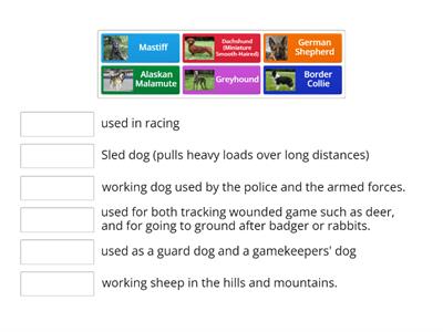 Dog breeds - Teaching resources