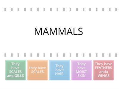 Mammals reptiles amphibians fish birds - Recursos didácticos