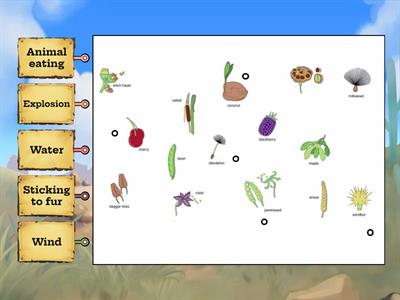 Seed dispersal - Teaching resources