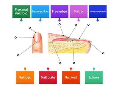 Nail structure - Teaching resources