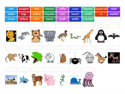 Anifeiliaid - Teaching resources
