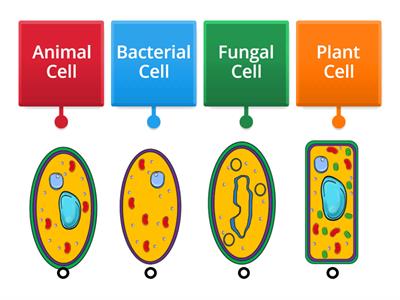 Cell types - Teaching resources