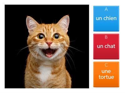 Pets - Teaching resources