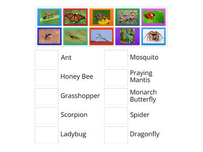 Insects - Teaching resources