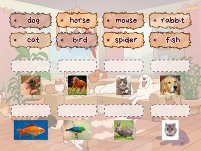 Y8 Pets - Teaching resources