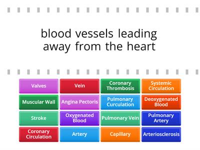 Blood vessels - Teaching resources