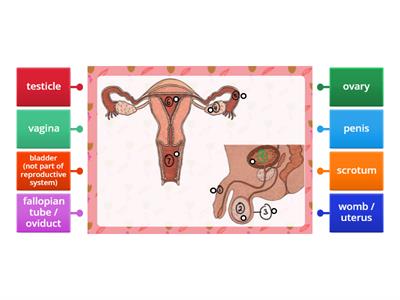 Male and female reproductive system - Teaching resources