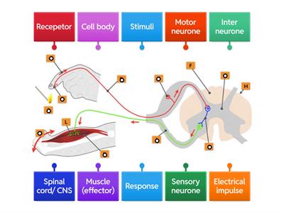 Reflex arc - Teaching resources