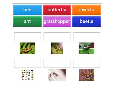 Insects - Teaching resources