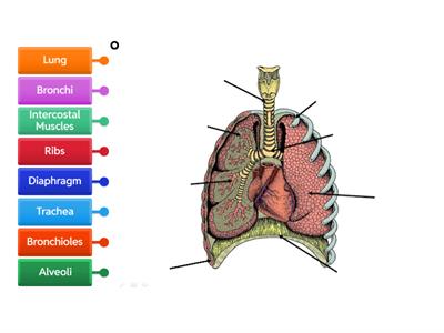 Lungs - Teaching resources