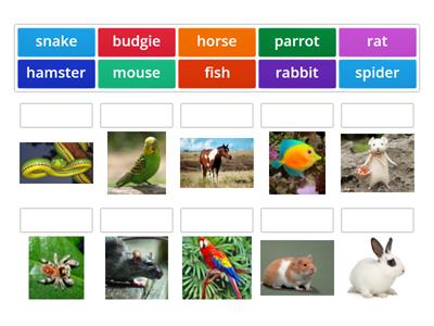 Pets - Teaching resources