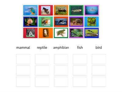 Animals - Teaching resources