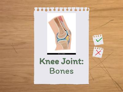 Joints - Teaching resources