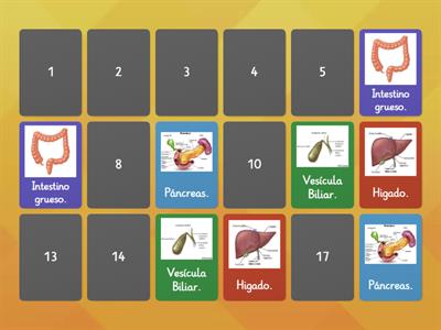 Sistema digestivo rompecabezas - Recursos didácticos