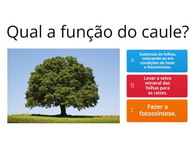Arvore caule raiz folha - Recursos de ensino