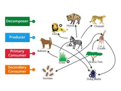 Food Chain and food webs - Teaching resources
