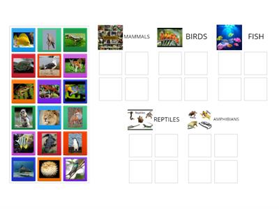 Mammals reptiles amphibians fish birds - Recursos didácticos