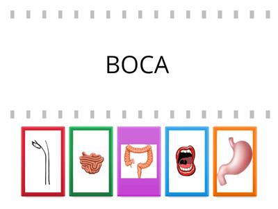 Juego Del sistema digestivo - Recursos didácticos