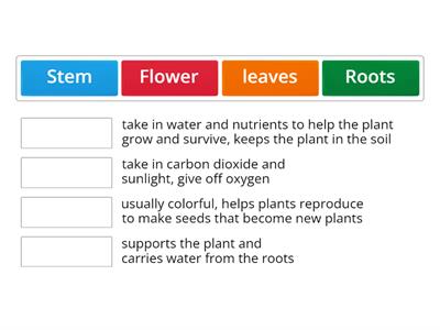 Plant parts function - Teaching resources