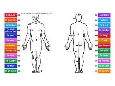 Le corps humain - Ressources pédagogiques