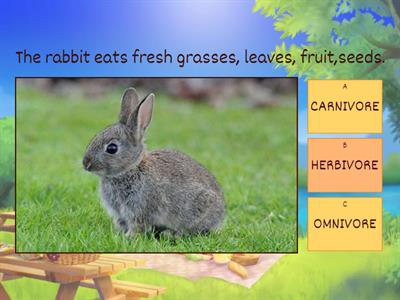 Herbivores carnivores omnivore - Teaching resources