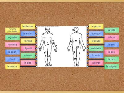 Le corps humain - Ressources pédagogiques