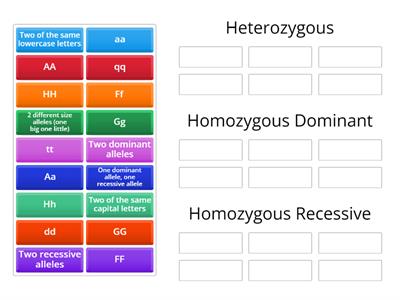 Heterozygous homozygous dominant recessive - Teaching resources