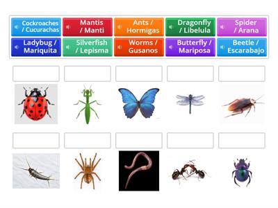 Bugs insects - Teaching resources