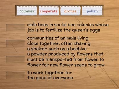 Bees - Teaching resources