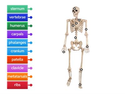 Bones - Teaching resources