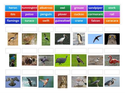 Bird species - Teaching resources