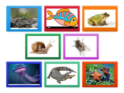 Juego de clasificacion de animales vertebrados e invertebrados ...