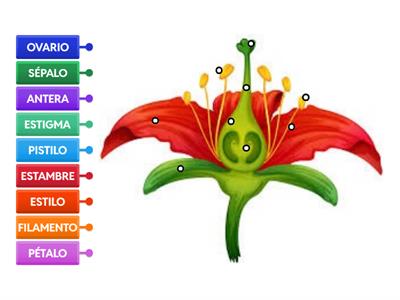 Partes flor - Recursos didácticos