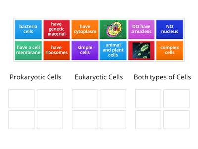 Eukaryotes prokaryotes - Teaching resources
