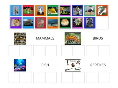 Mammals reptiles amphibians fish birds - Recursos didácticos