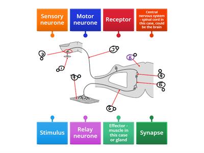 Reflex arc - Teaching resources