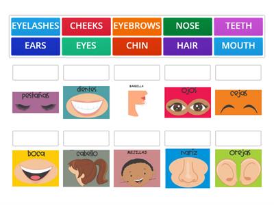 Face parts - Recursos didácticos