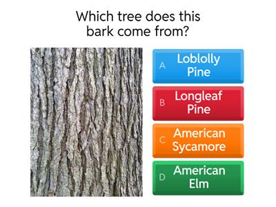 Trees - Teaching resources