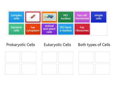 Cells Eukaryotic vs prokaryotic - Teaching resources