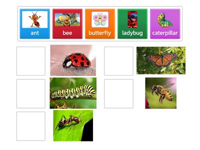 Insects - Recursos didácticos
