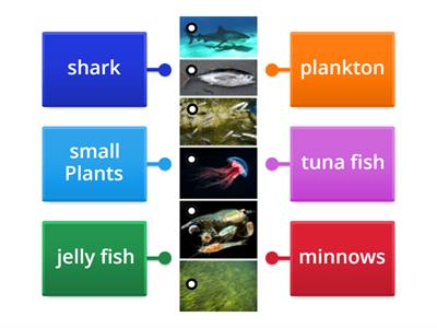 Sea creatures - Teaching resources
