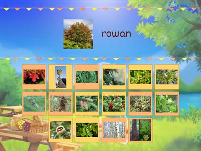 Trees - Teaching resources