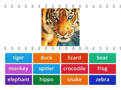 Animals Pairs - Teaching resources